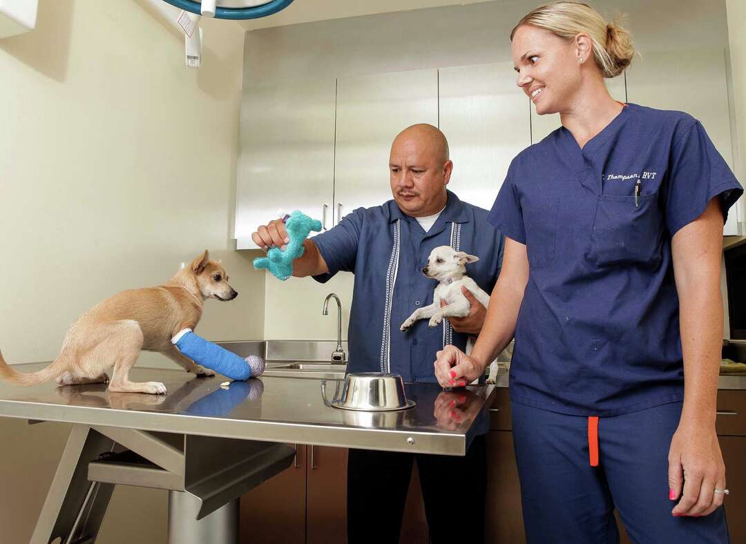 Paw preference tests can be fun for your pets