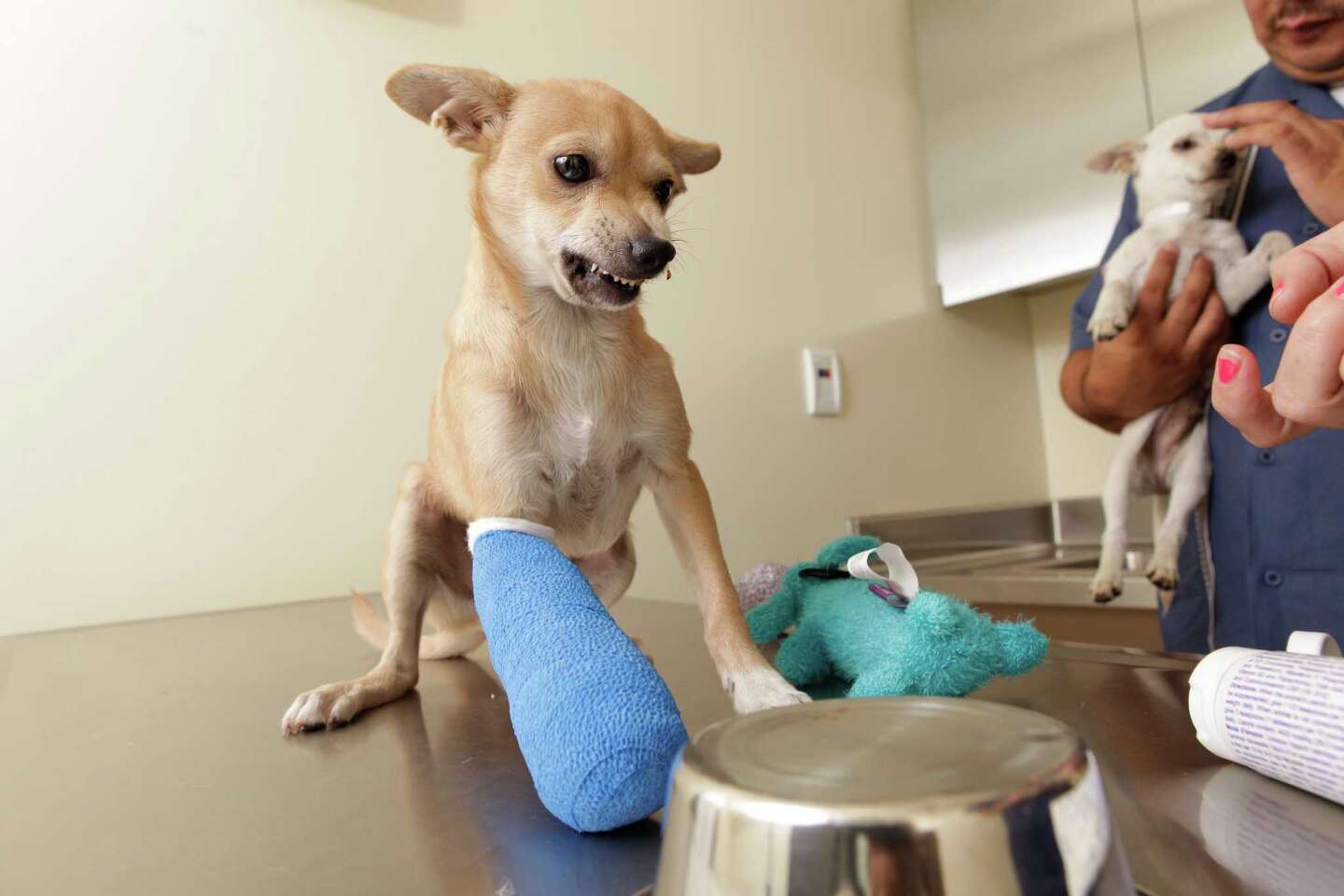 Paw preference tests can be fun for your pets