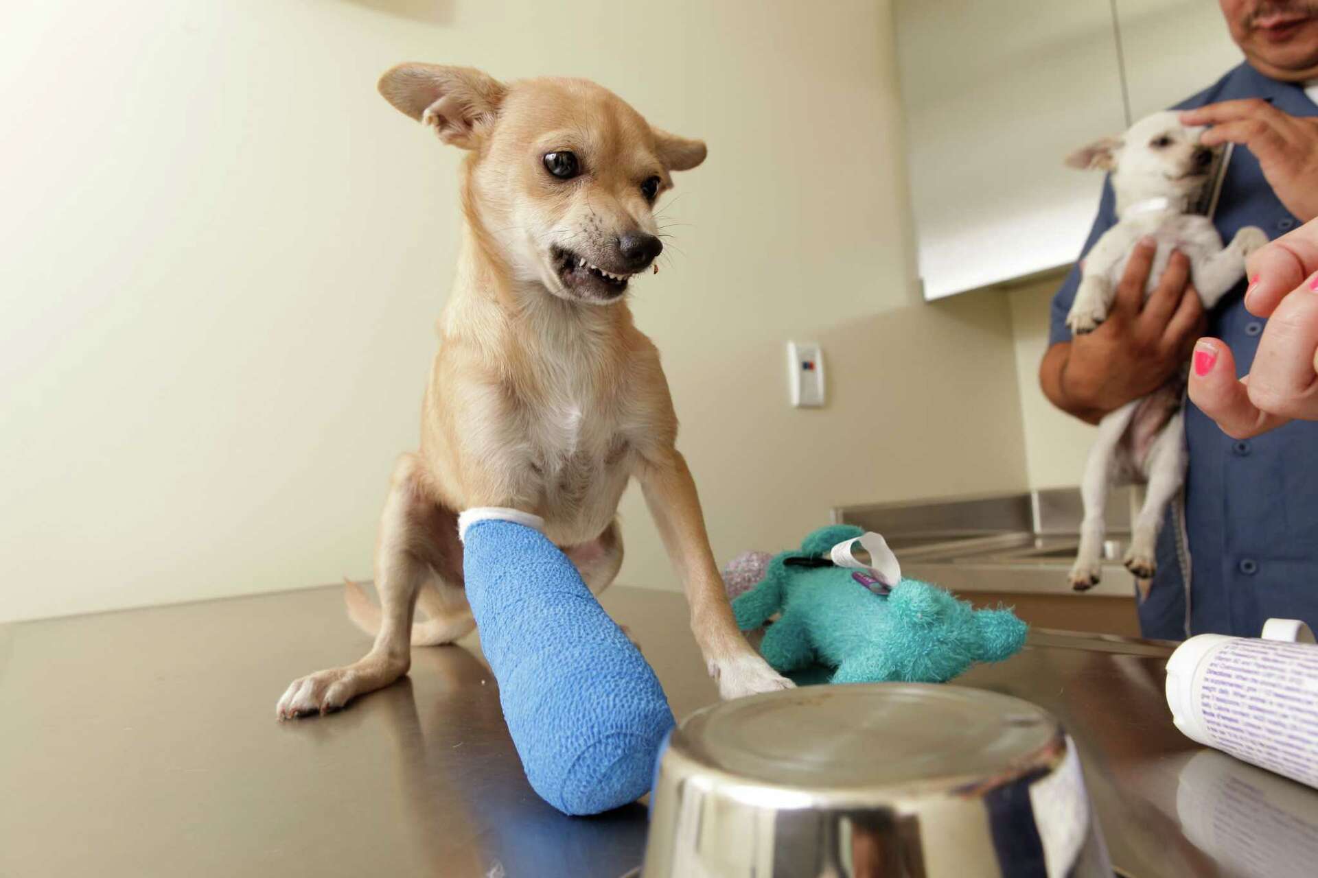 Paw preference tests can be fun for your pets