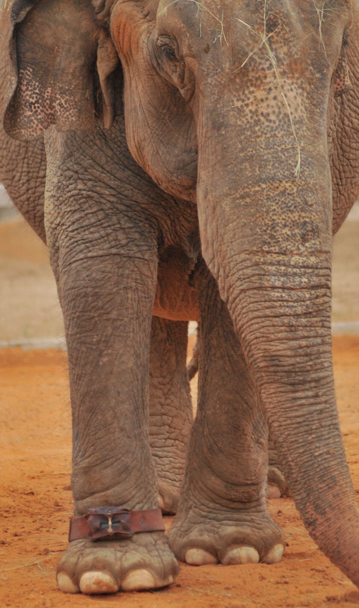 Lucky to remain lone elephant at S.A. Zoo