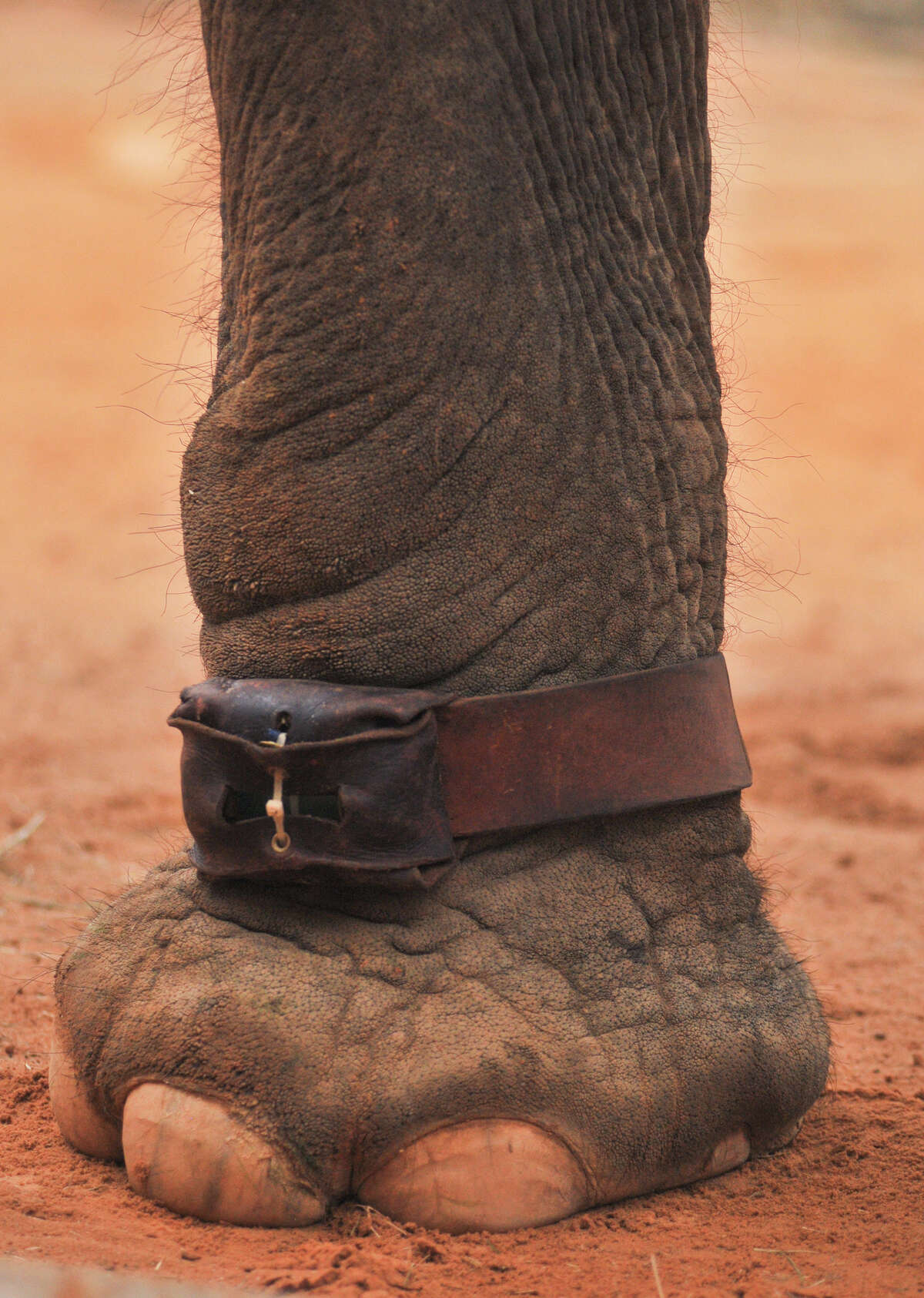 San Antonio Zoo rejects claim it's 'worst for elephants'