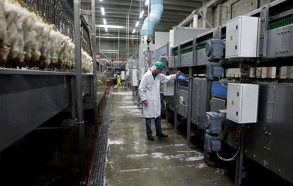 Big bet pays off for Mary's Chickens