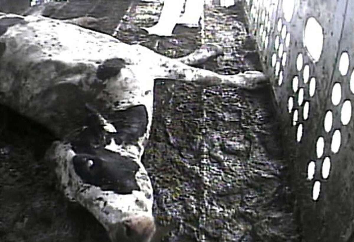 Slaughterhouse owners settle fraud suit