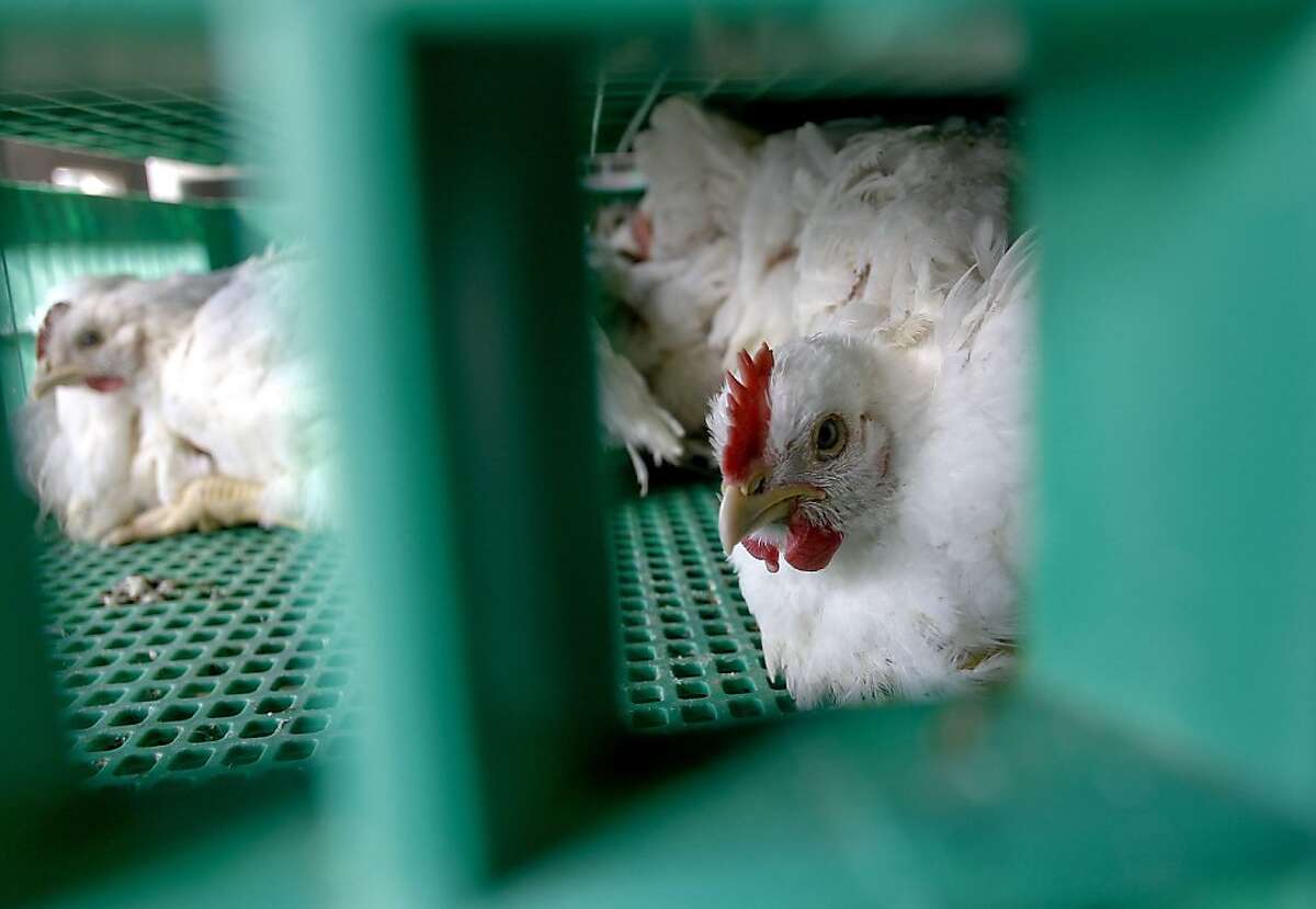 Big bet pays off for Mary's Chickens