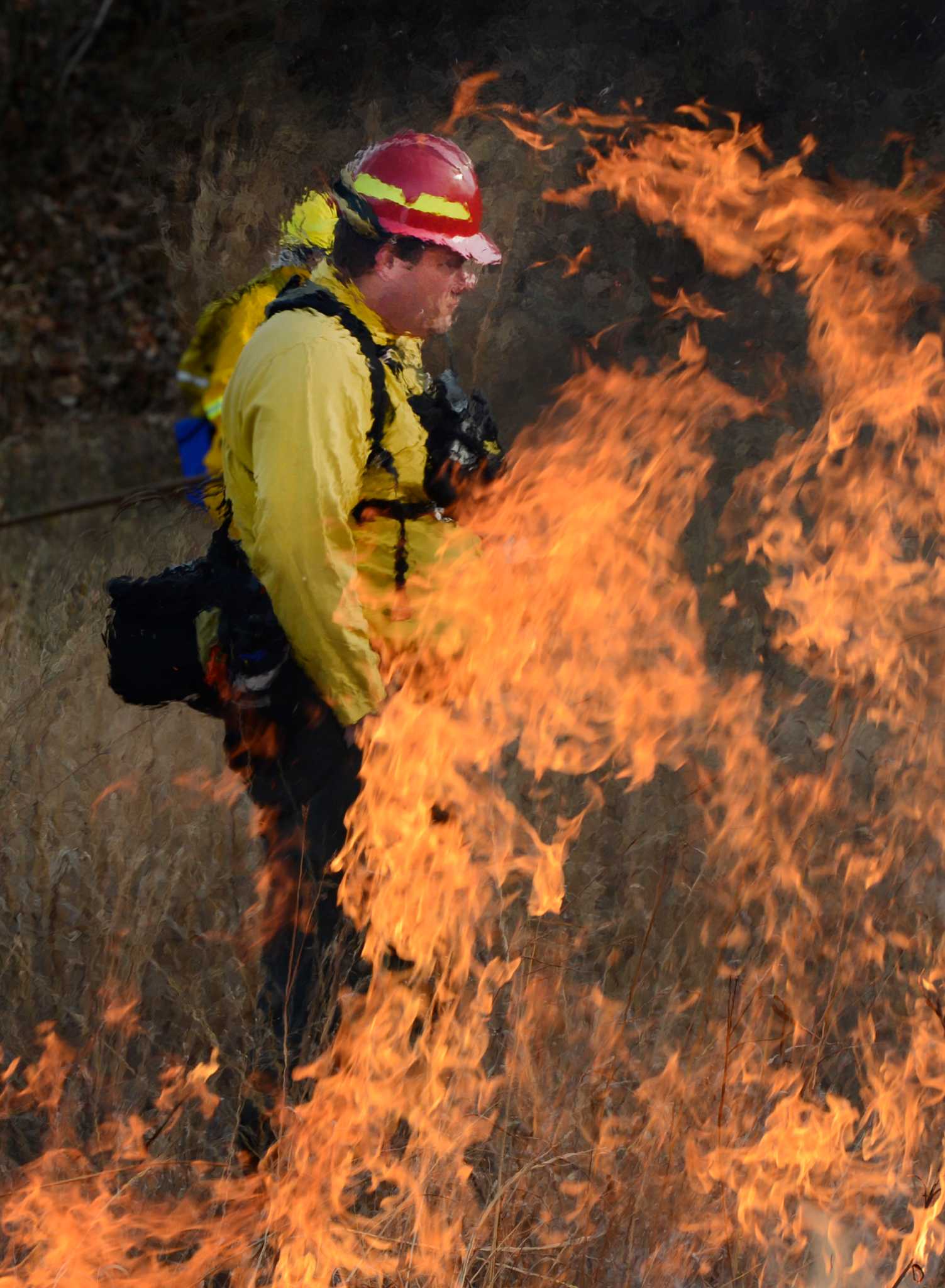 Pine bush controlled burn