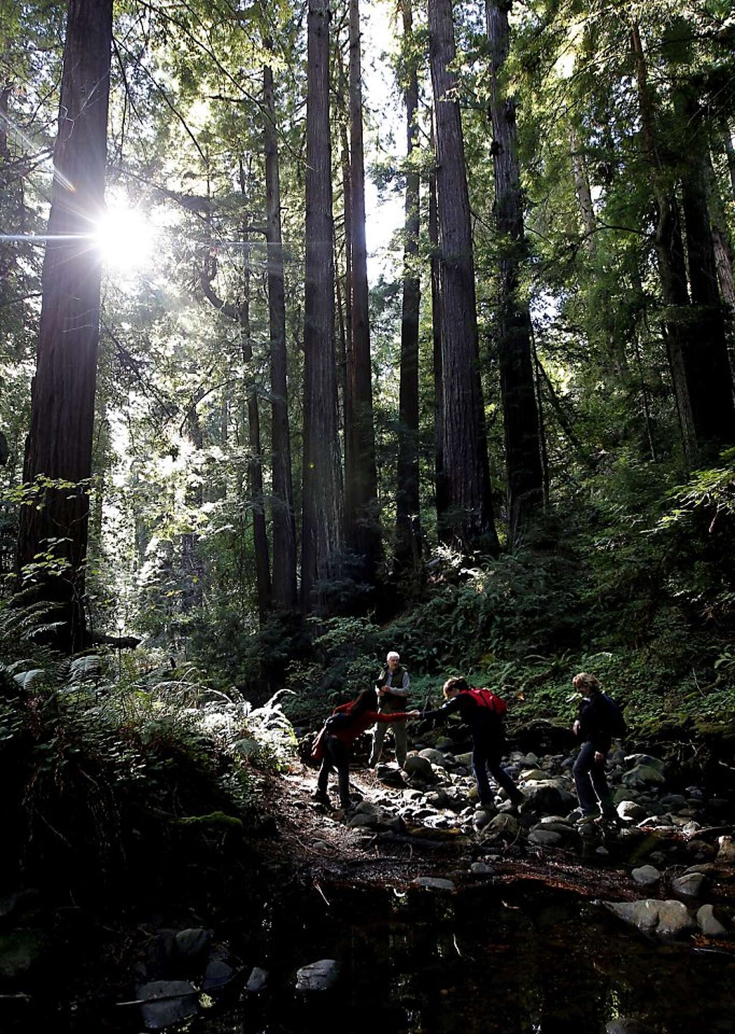 Group tries to save old-growth redwoods