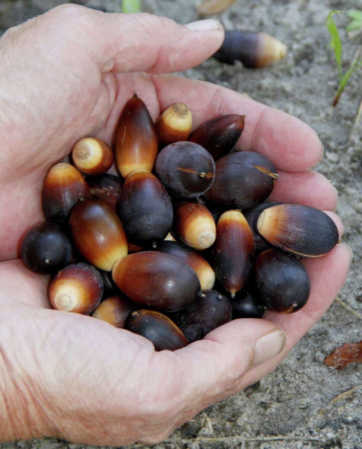 Acorns hailing down from above