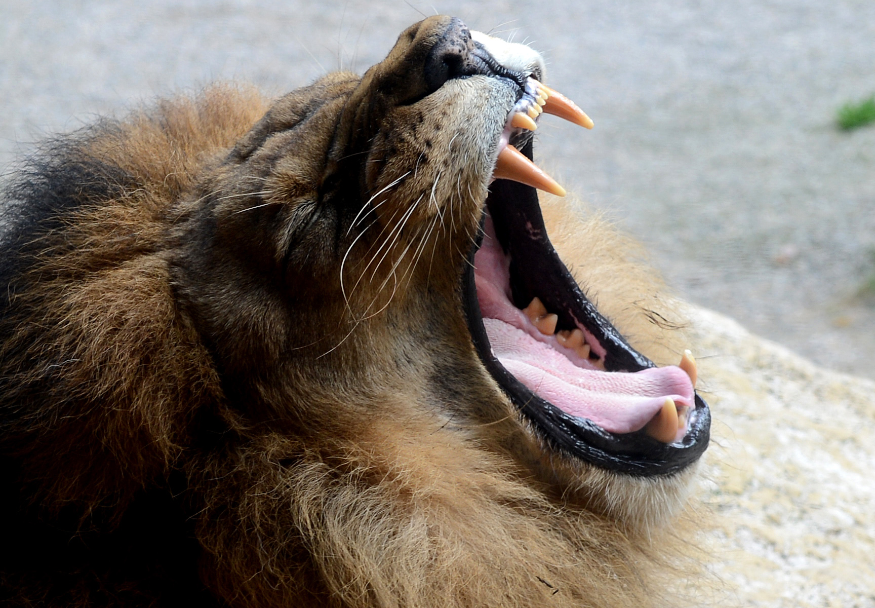 Lion burger off the menu