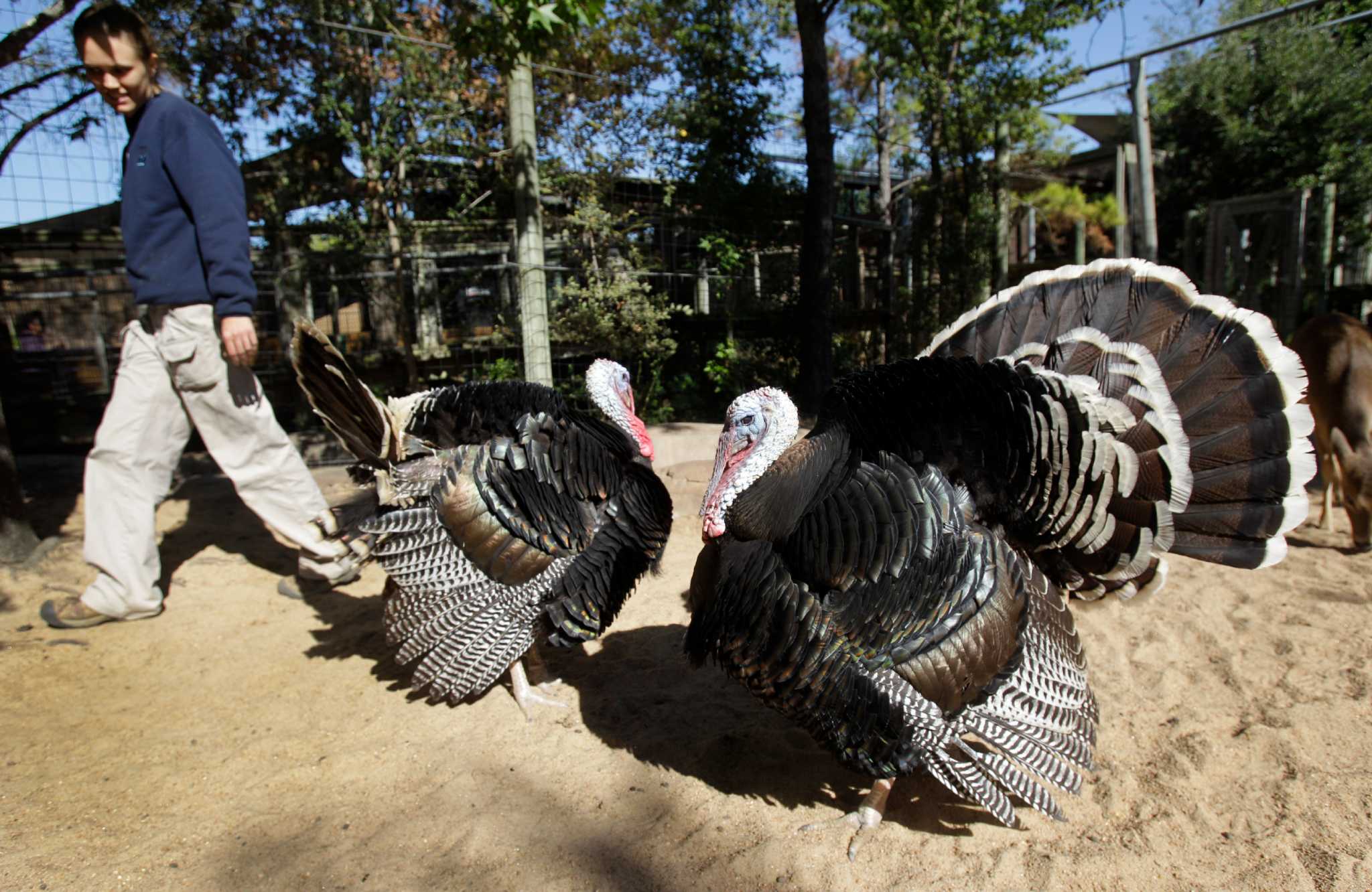 Think you're lonely? Consider the domesticated tom