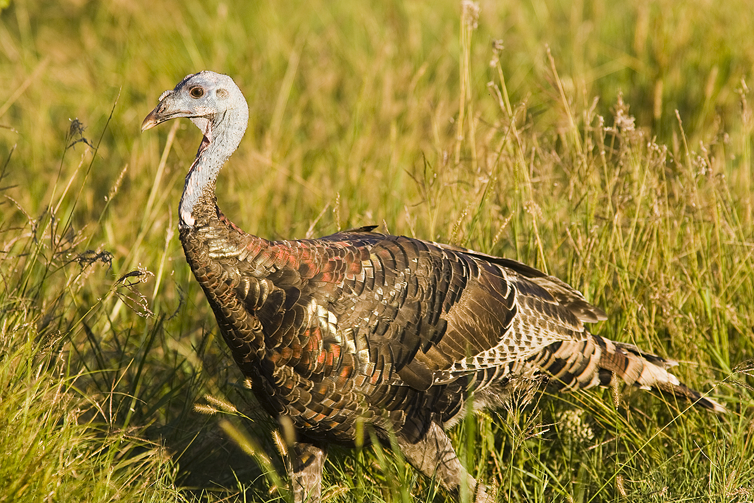 A salute to the turkey