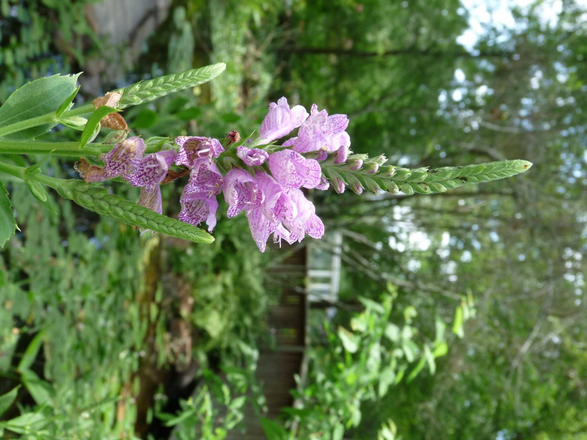 Conservationists work to save endangered plants