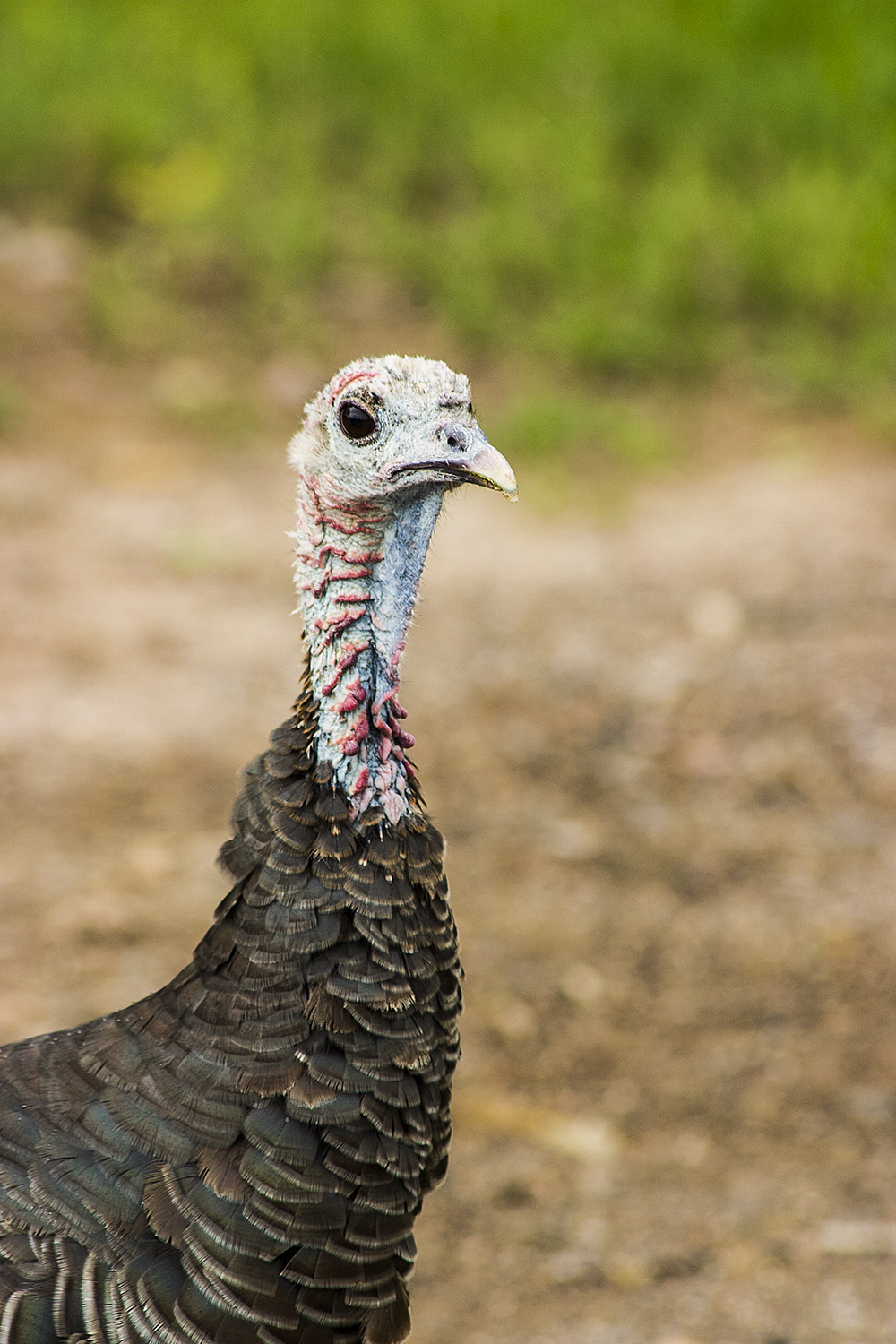 A salute to the turkey