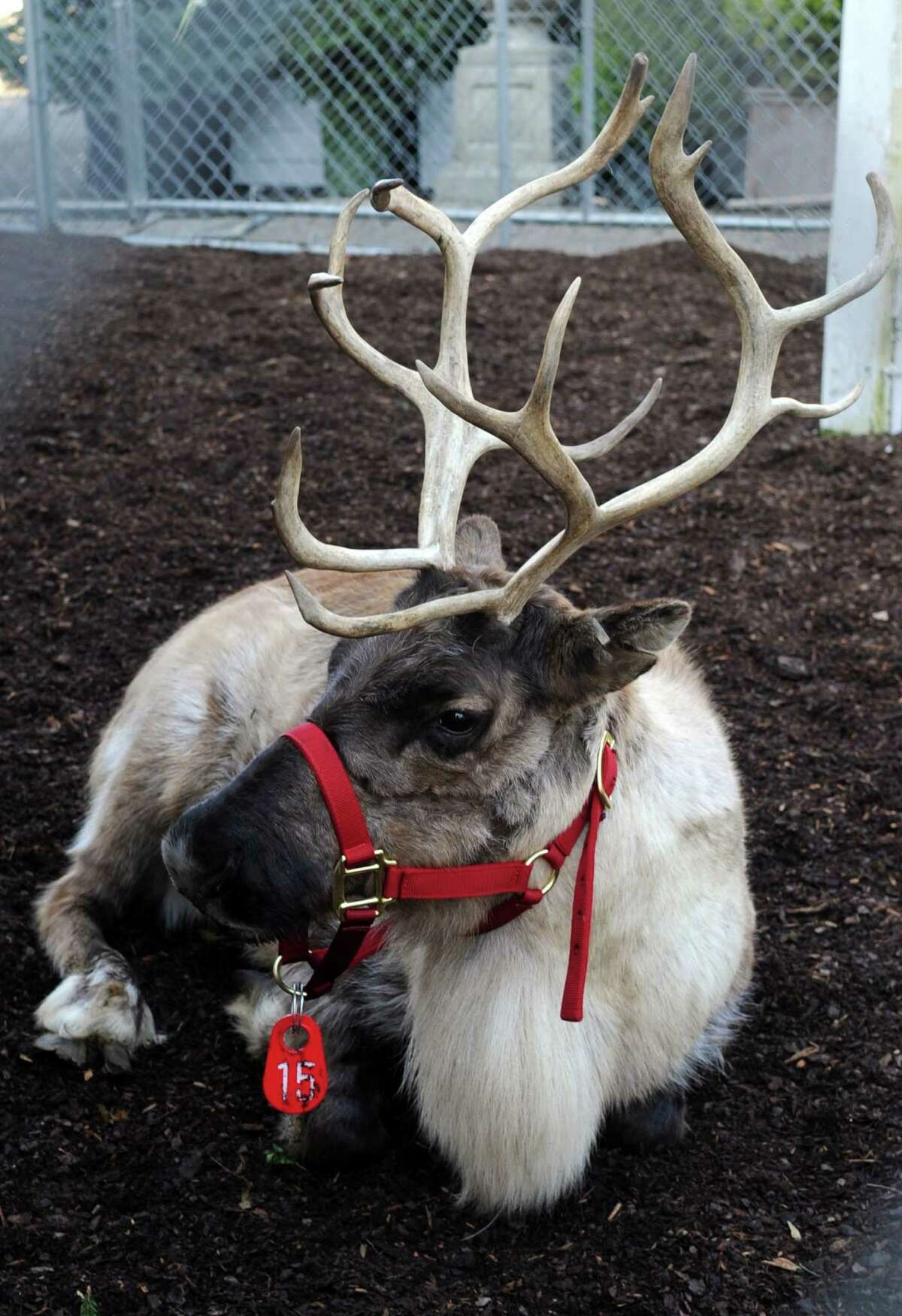 Santa and his reindeer declare holiday season open