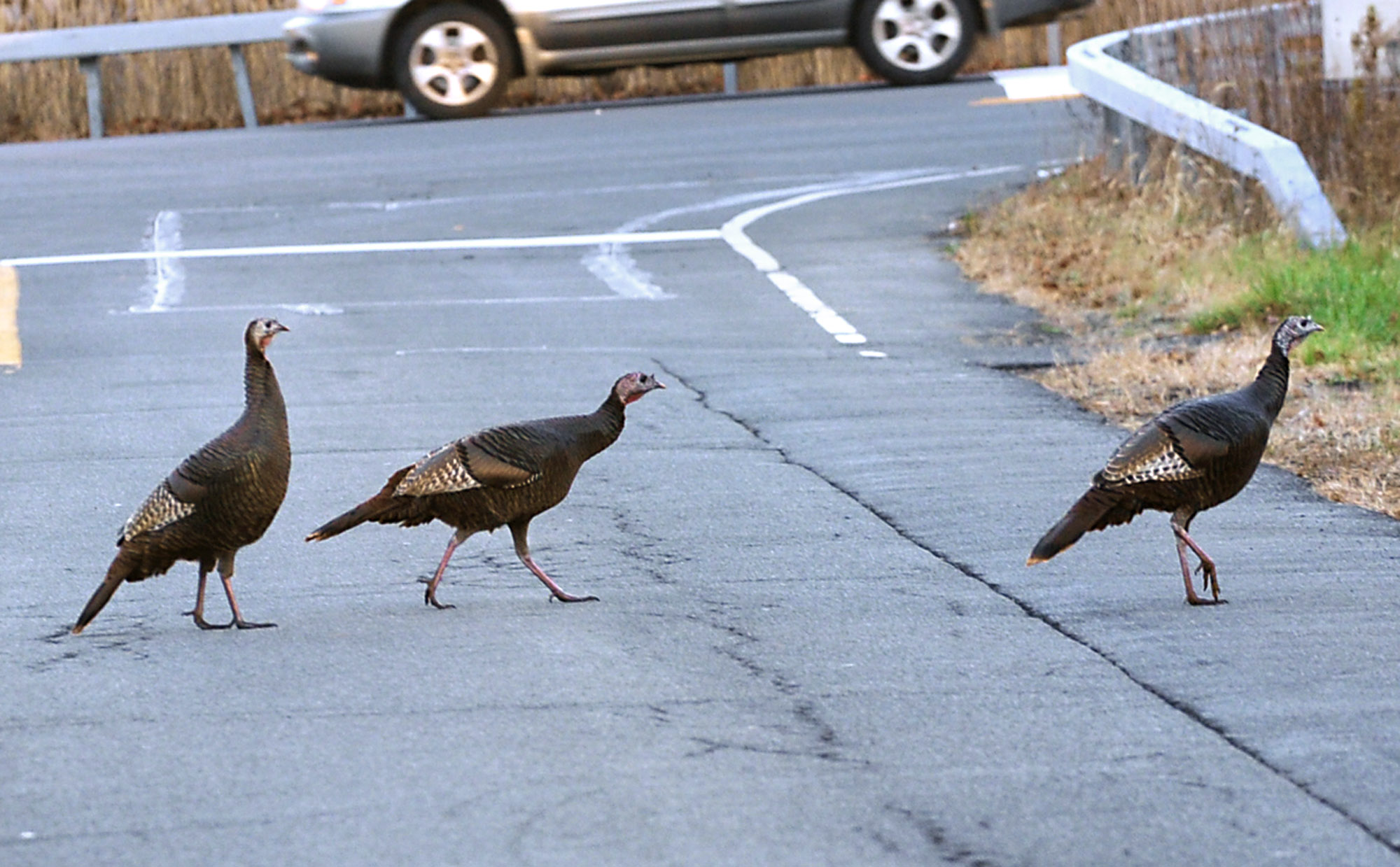 Wild turkey survey needs your help