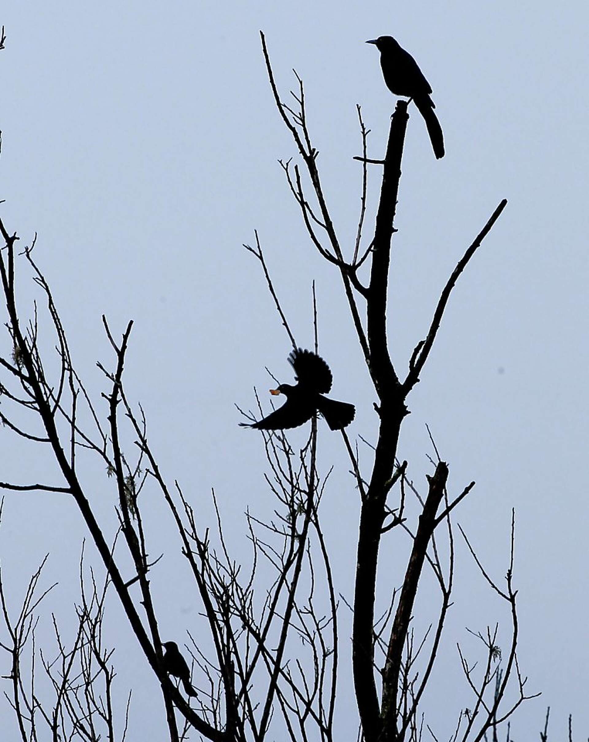 'Devil birds' moving in at Lake Merced