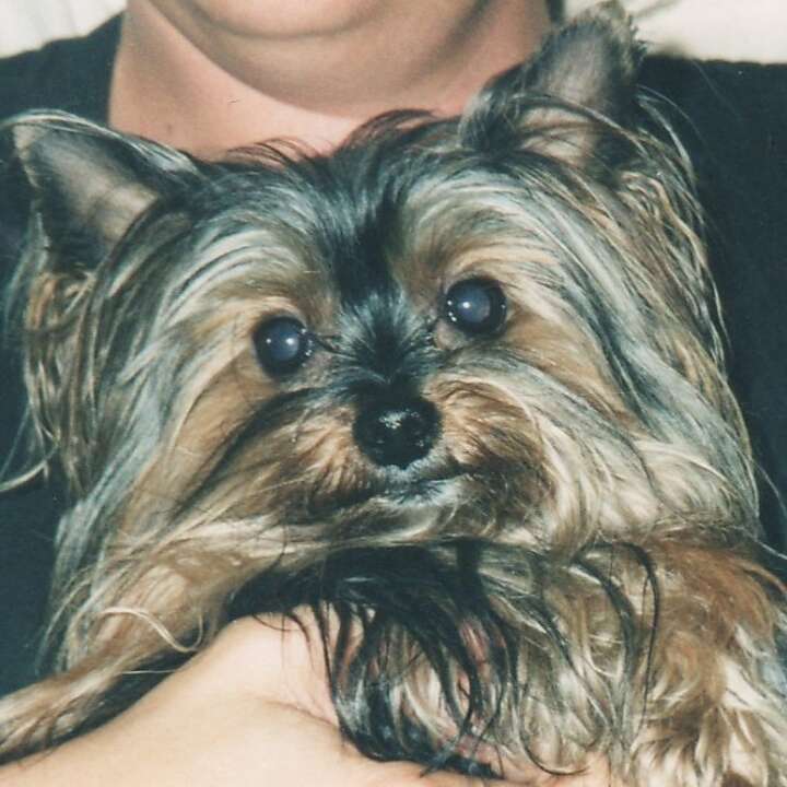 Theft of assistance dog worst than most