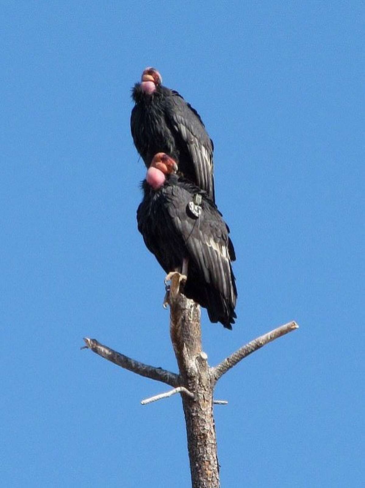 Winter wildlife on the Central Coast