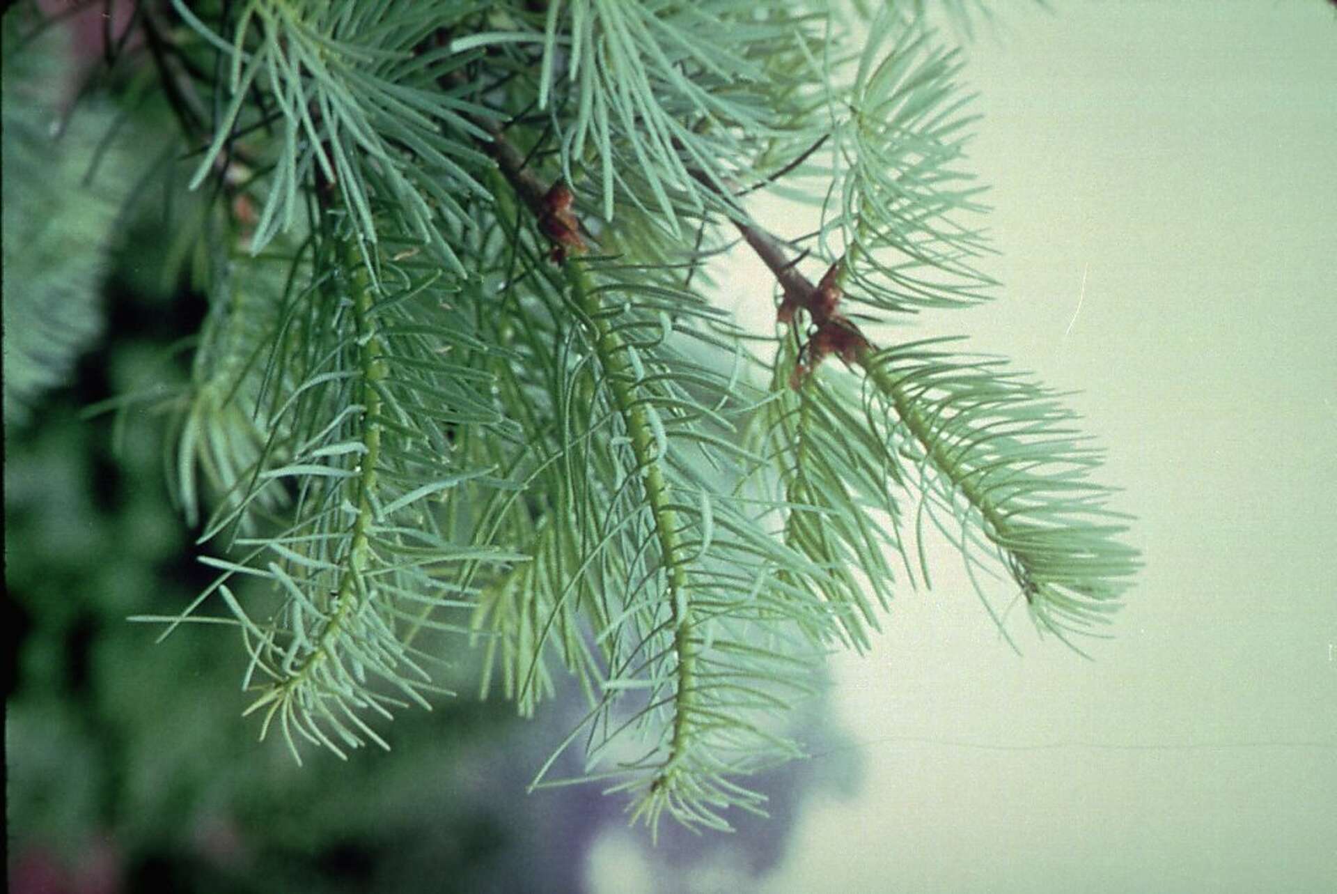 Fresh ideas for Christmas trees