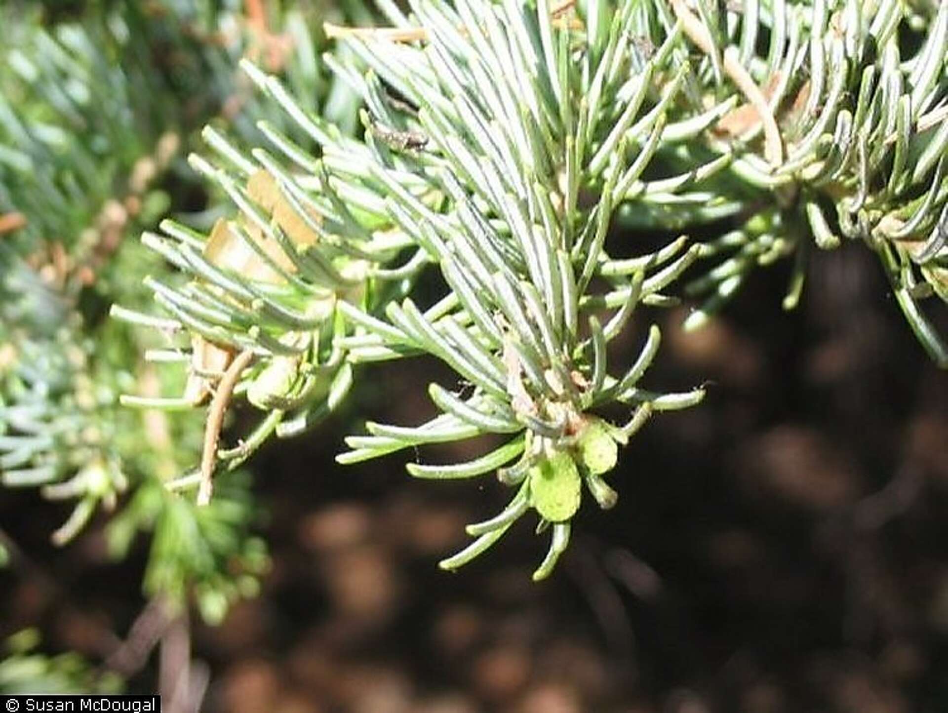 Fresh ideas for Christmas trees