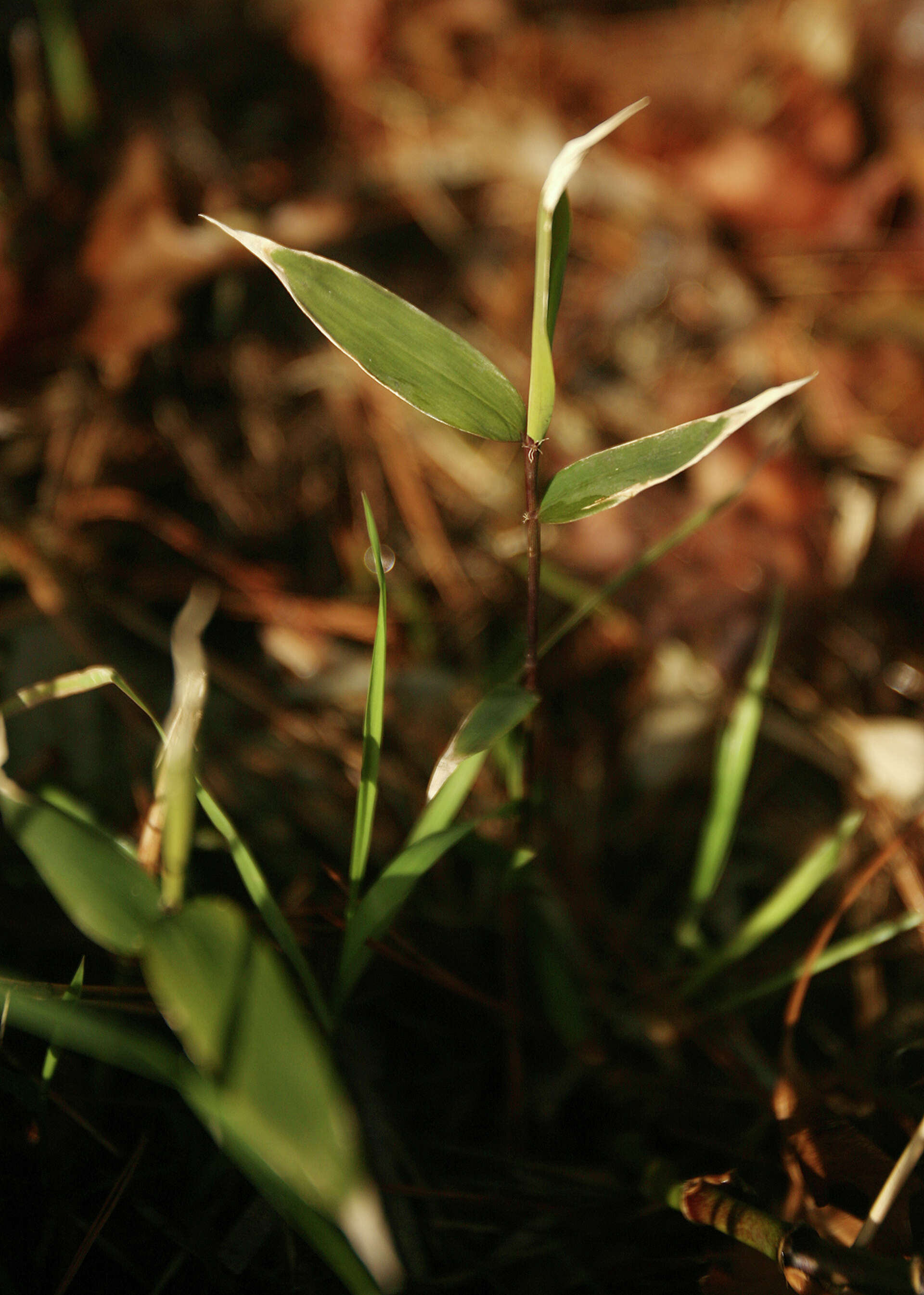 Bad neighbor: Yellow-groove bamboo
