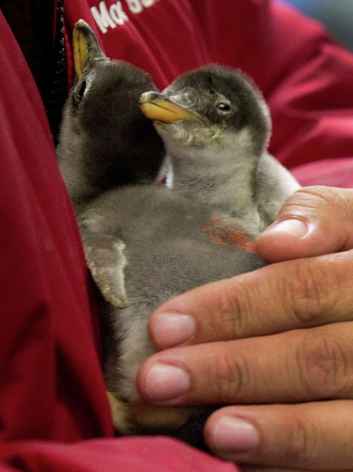 Gentoo penguin chicks born at Moody Gardens