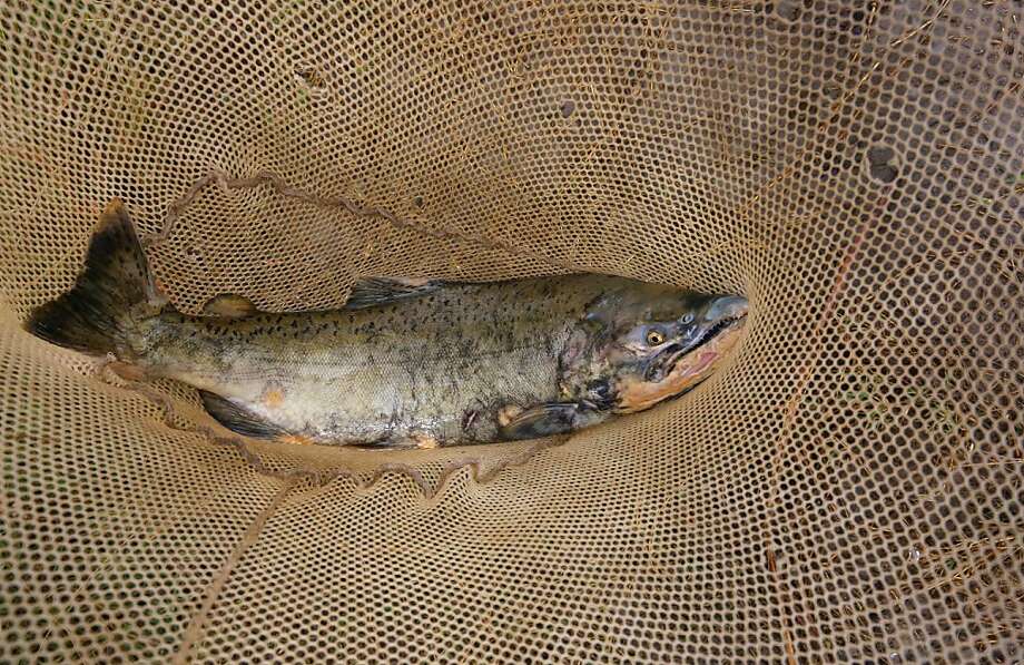 Healthy salmon mark San Joaquin revival - SFGate