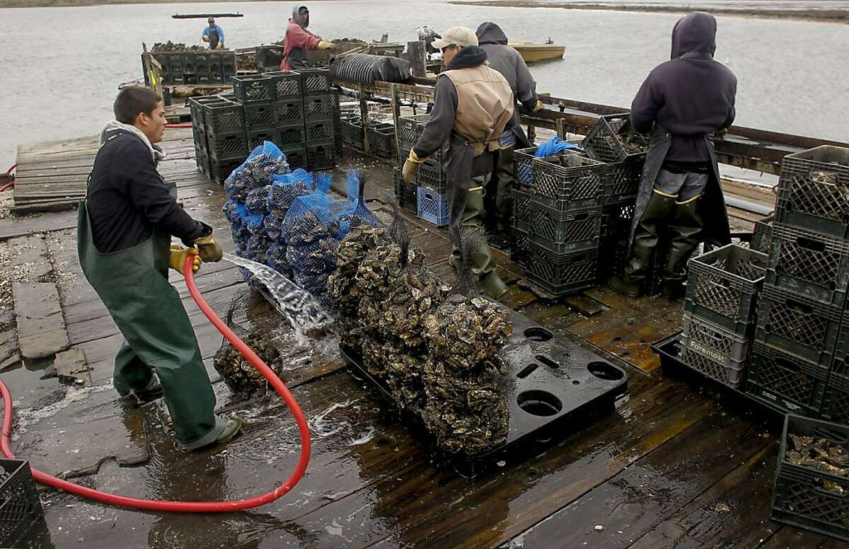 U.S. evicting Point Reyes oyster farmer
