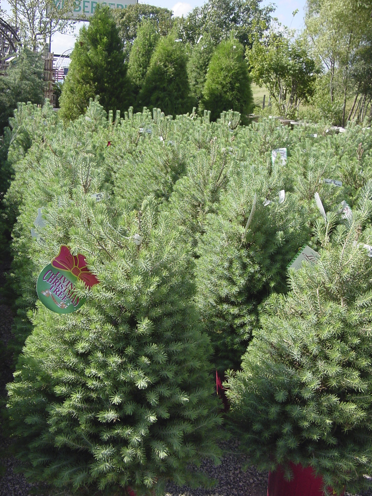 Make your holiday tree part of the landscape