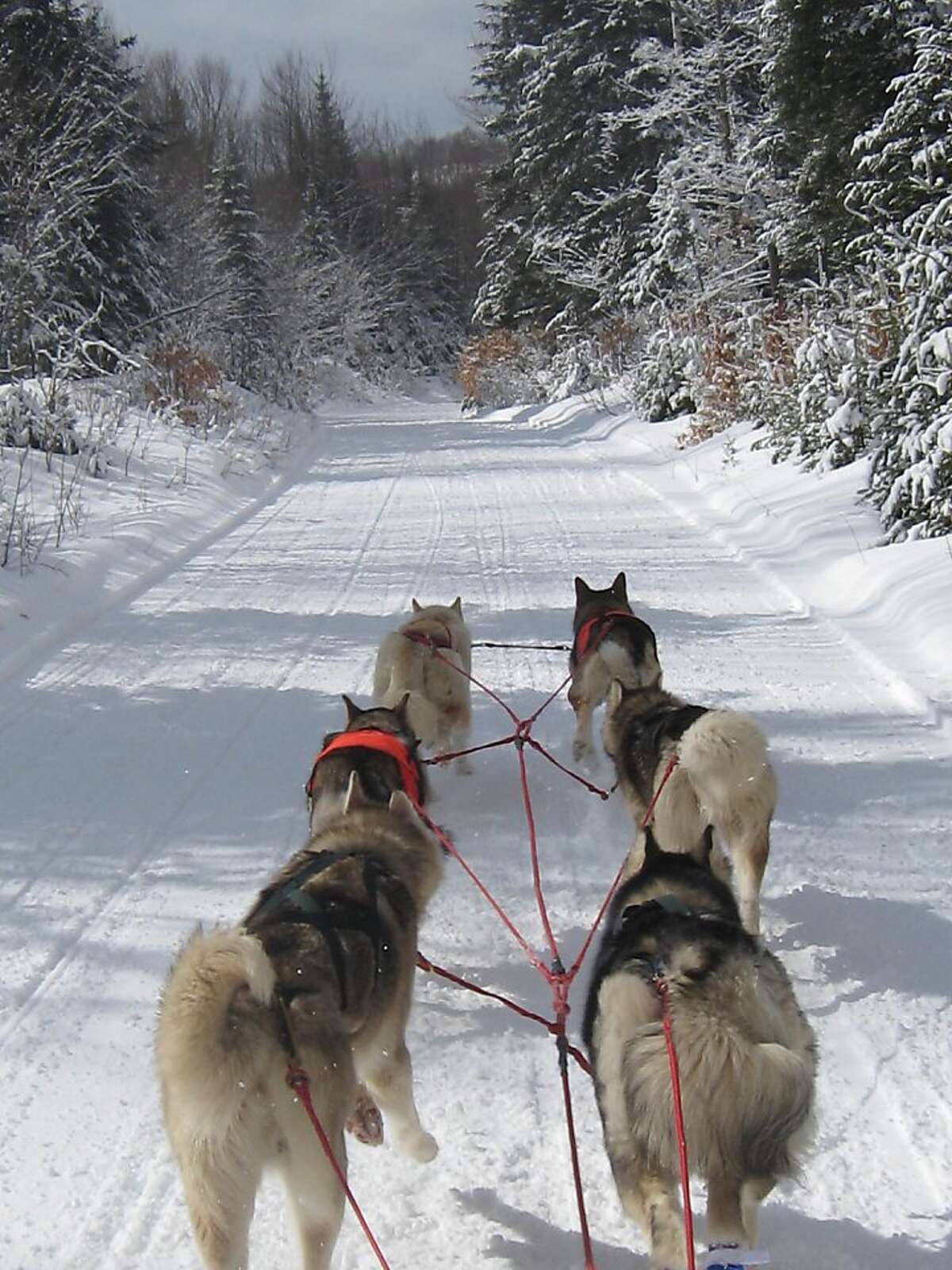White Mountains sled dog tours