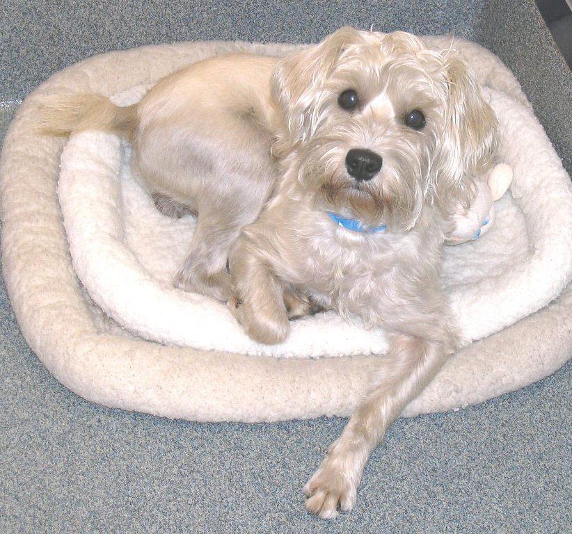 Pethouse Pet of the Week: Dec. 2