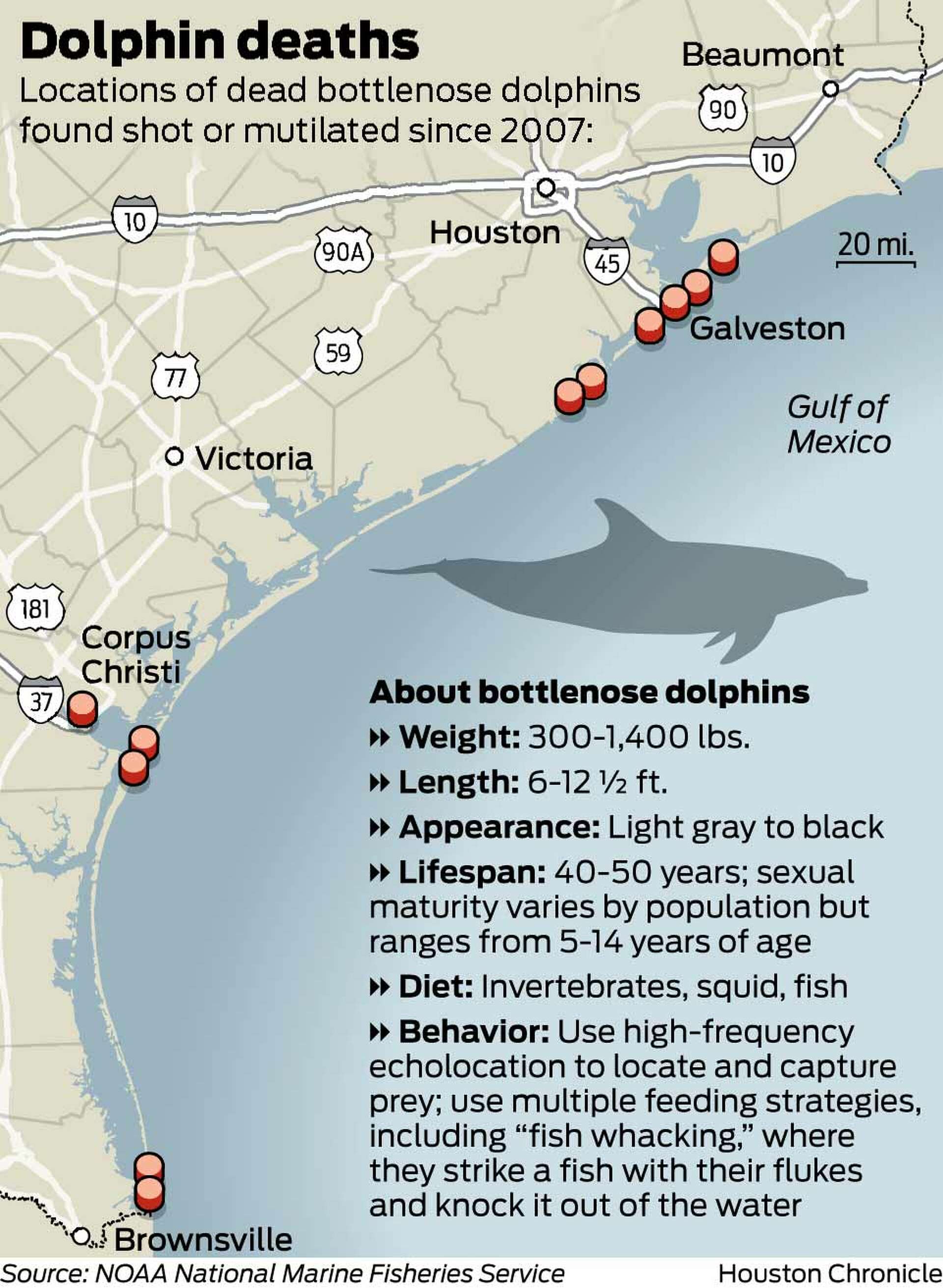 Dolphin abuse on the rise on Gulf Coast