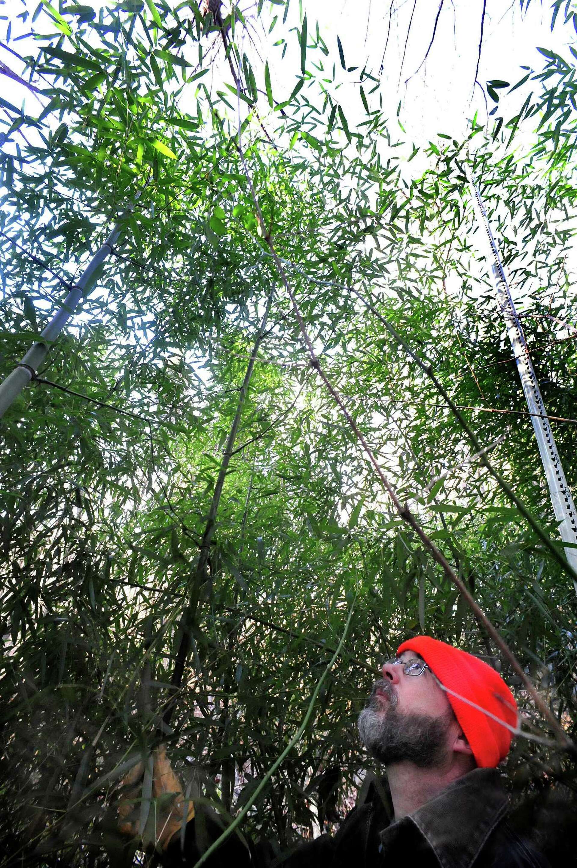Bad neighbor: Yellow-groove bamboo