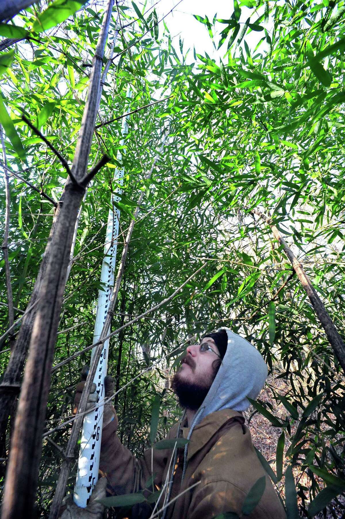 Bad neighbor: Yellow-groove bamboo