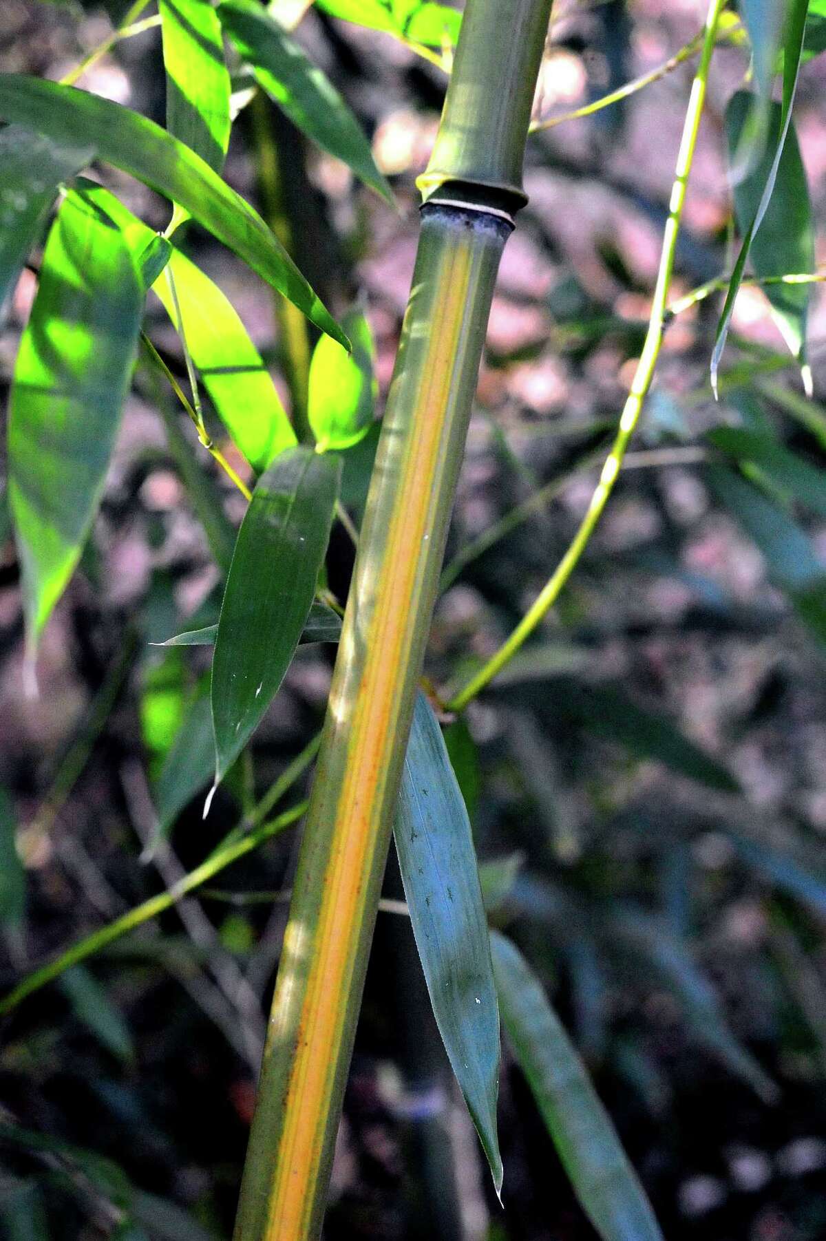 Bad neighbor: Yellow-groove bamboo