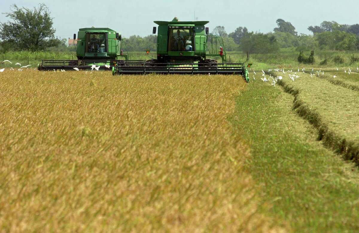 Texas rice farmers approaching own fiscal cliff with farm bill