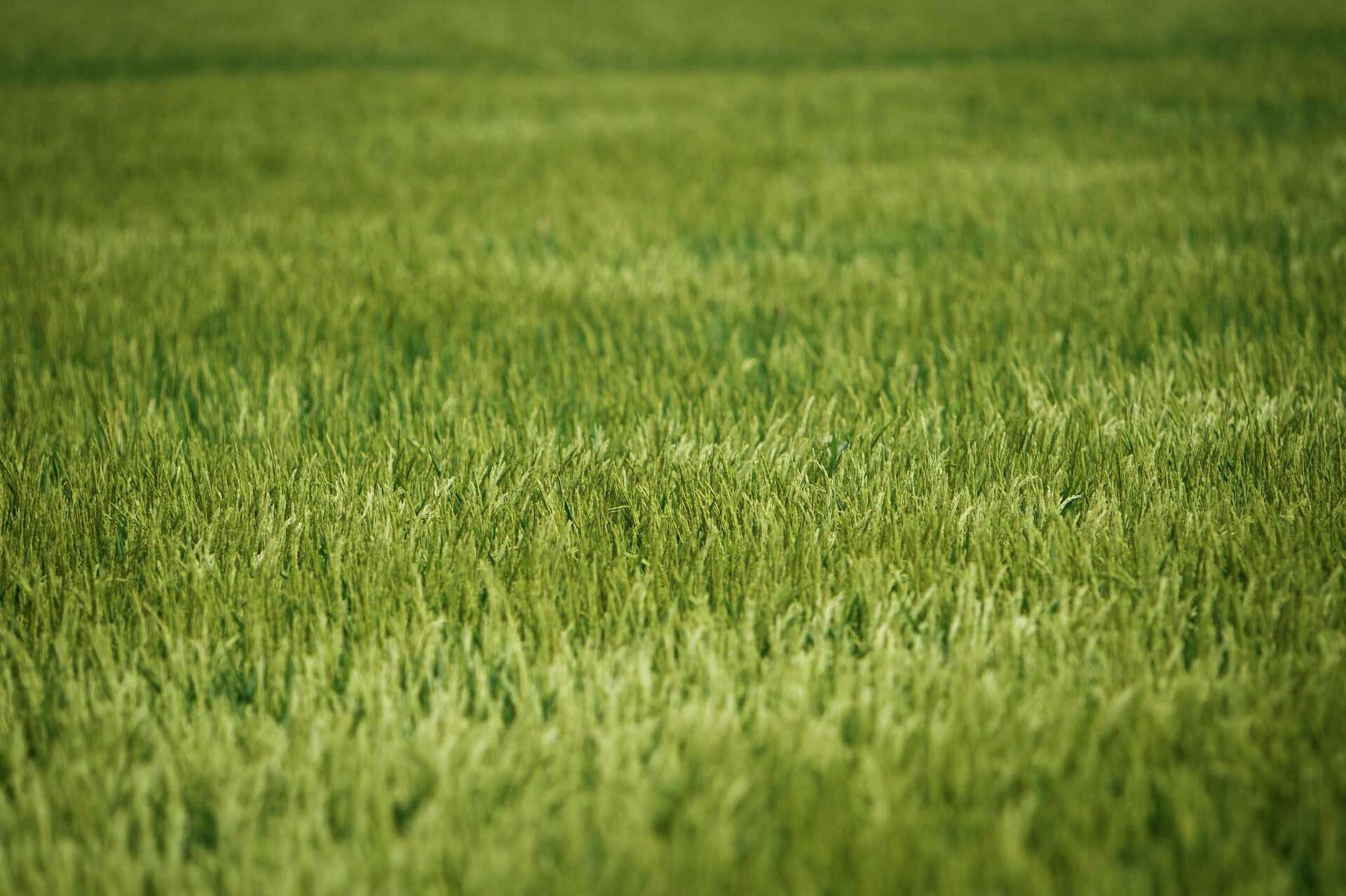 Texas rice farmers approaching own fiscal cliff with farm bill