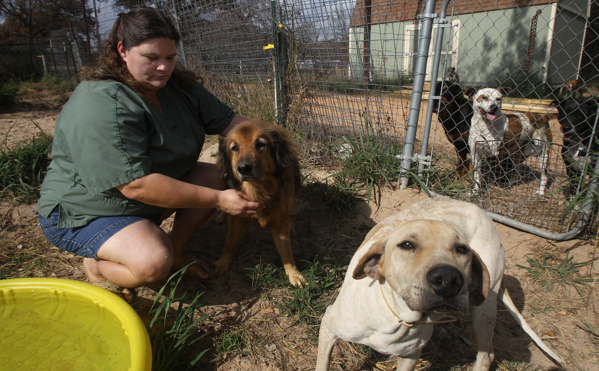 Rural sanctuary helps stray animals