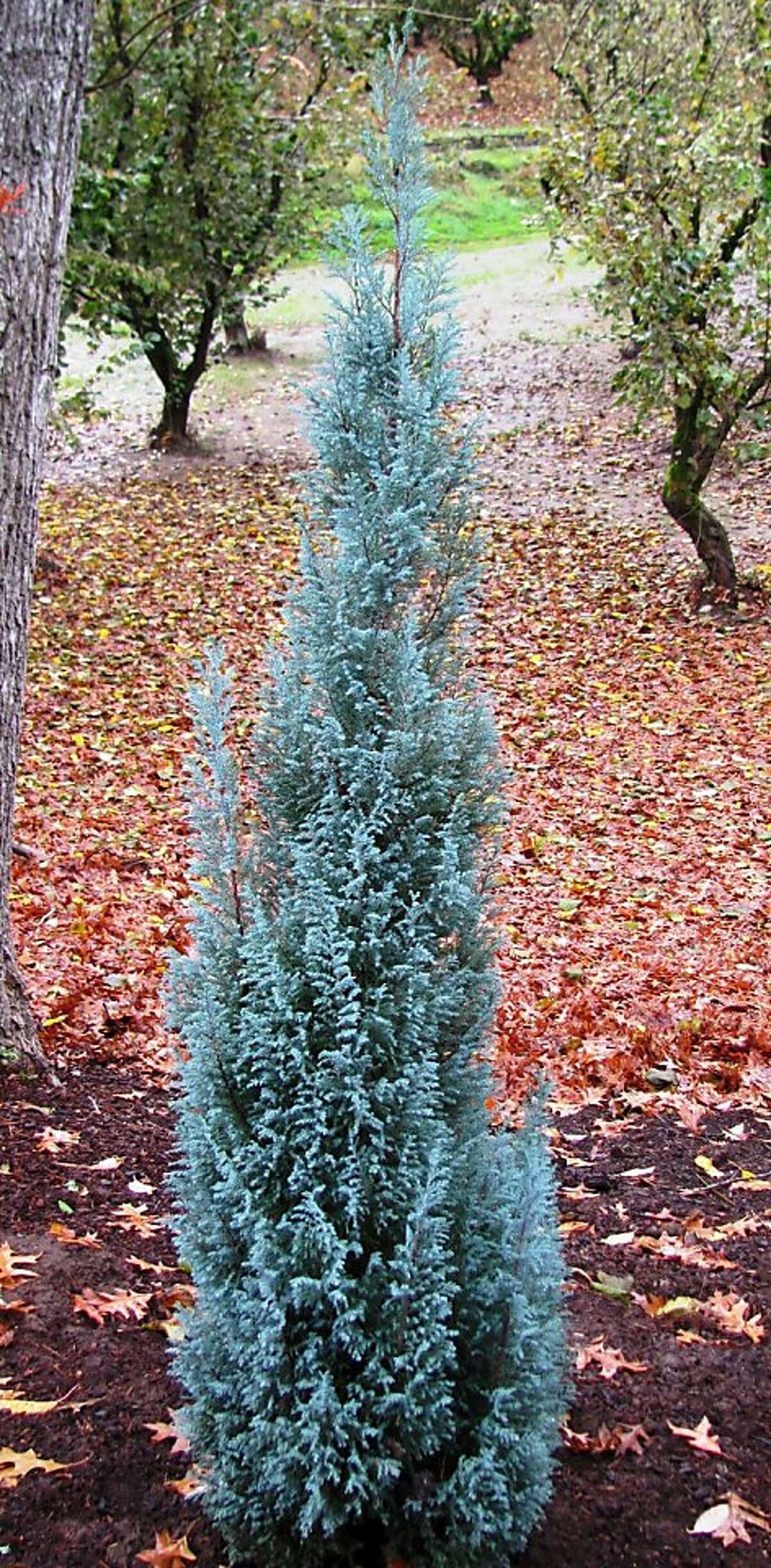 False cypress is a true wonder