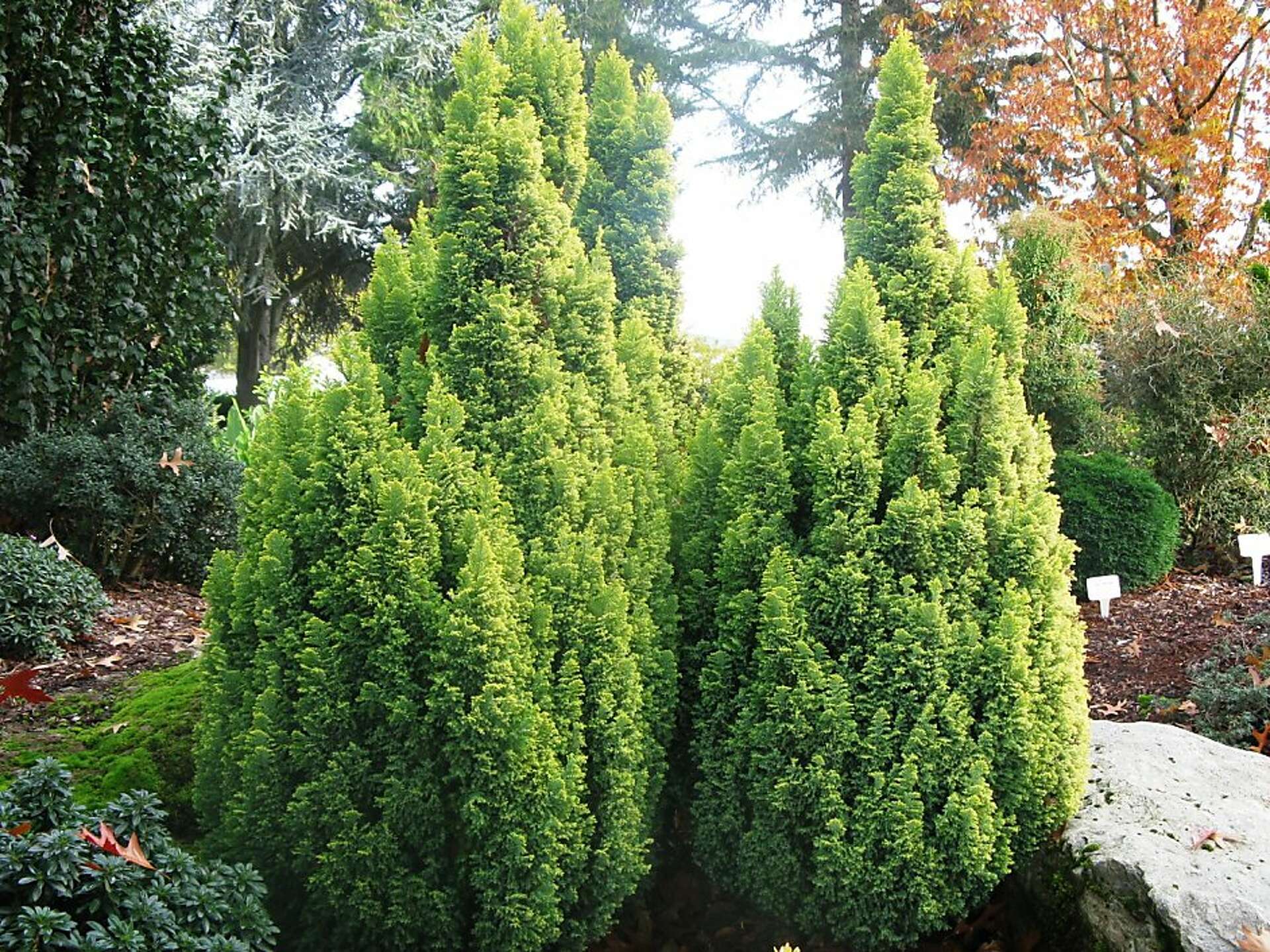 False cypress is a true wonder