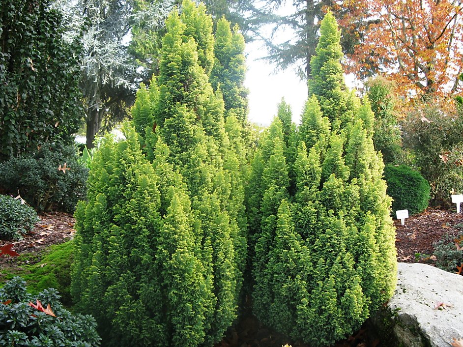 False cypress is a true wonder