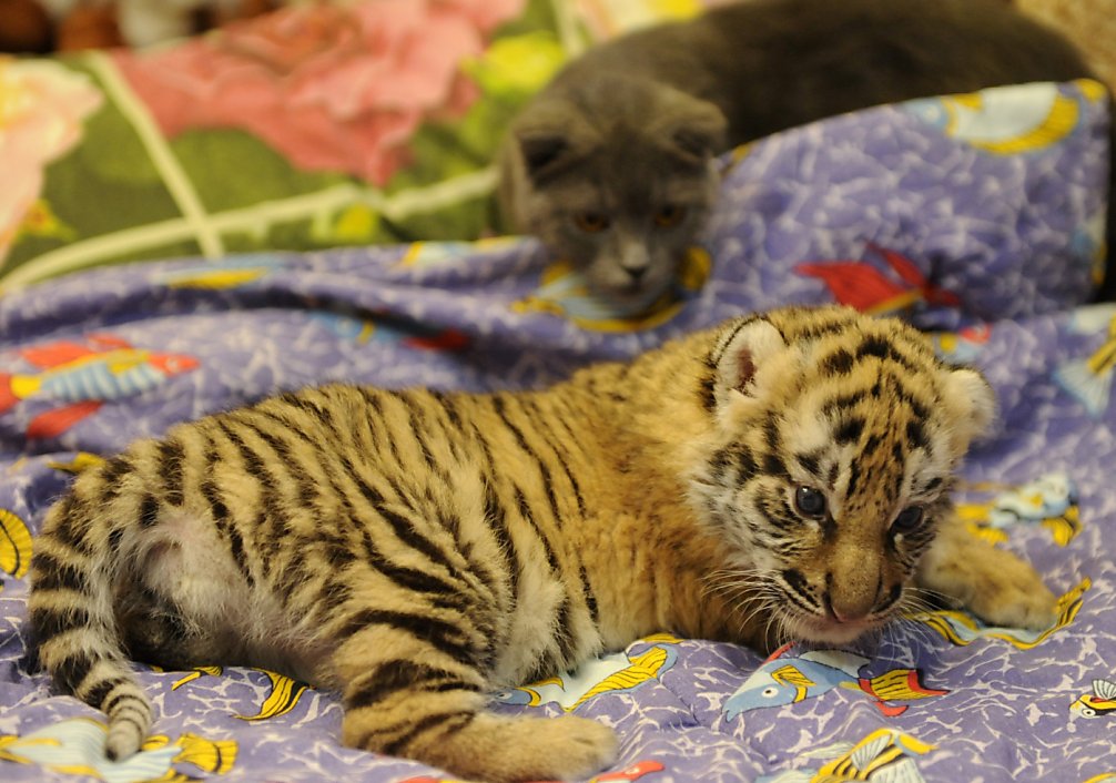 Day in Pictures, Dec. 6, 2012