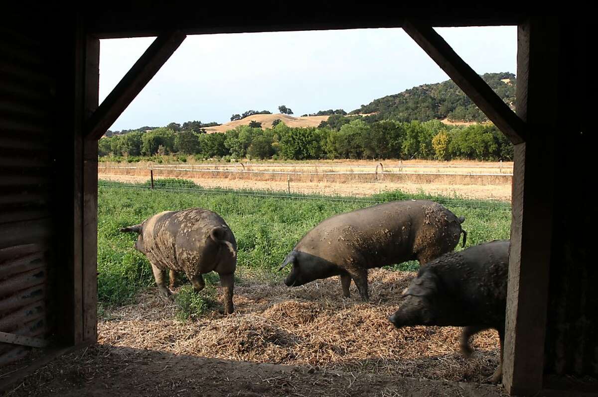 Front Porch Farm raising Italian Cinta pigs