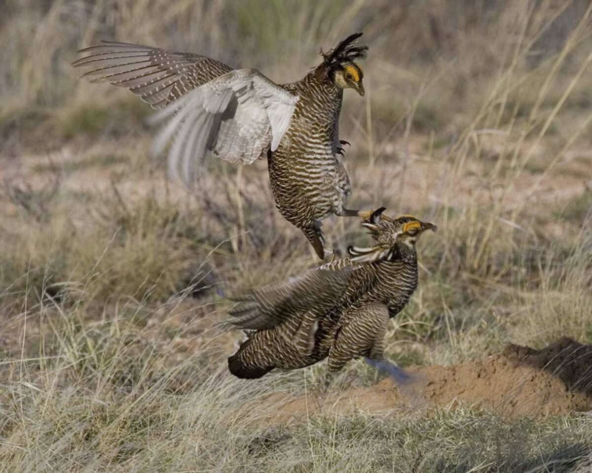 Habitat credits could avoid endangered listing for prairie chicken