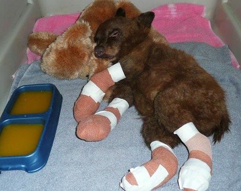 Animals get assist back to the wild life