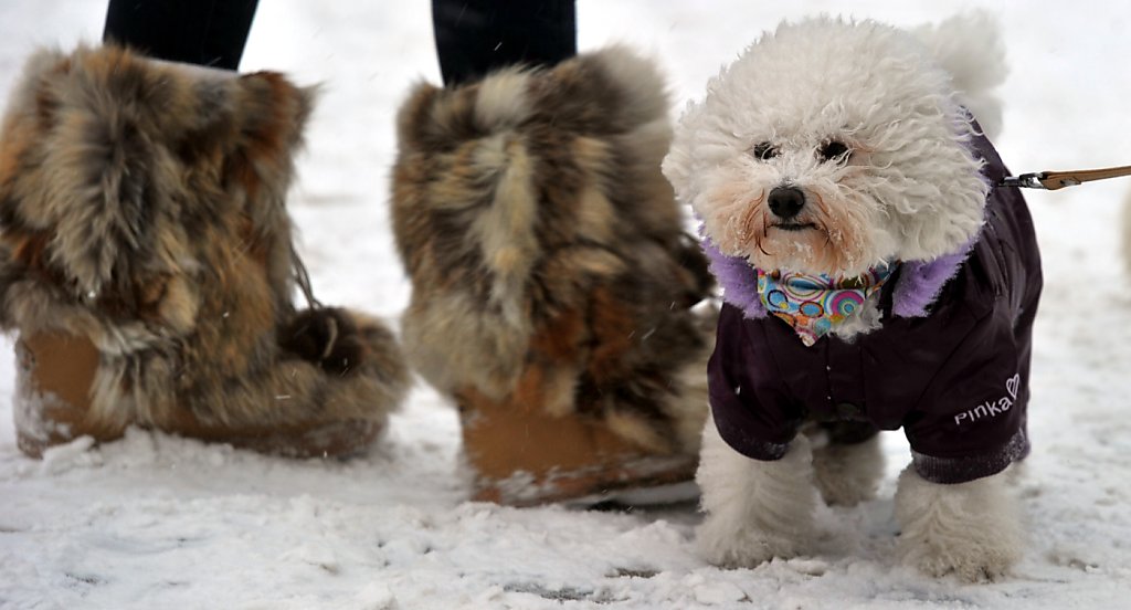 Day in Pictures, Dec. 11, 2012