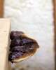 Philip Ross crafts furniture from mycelium