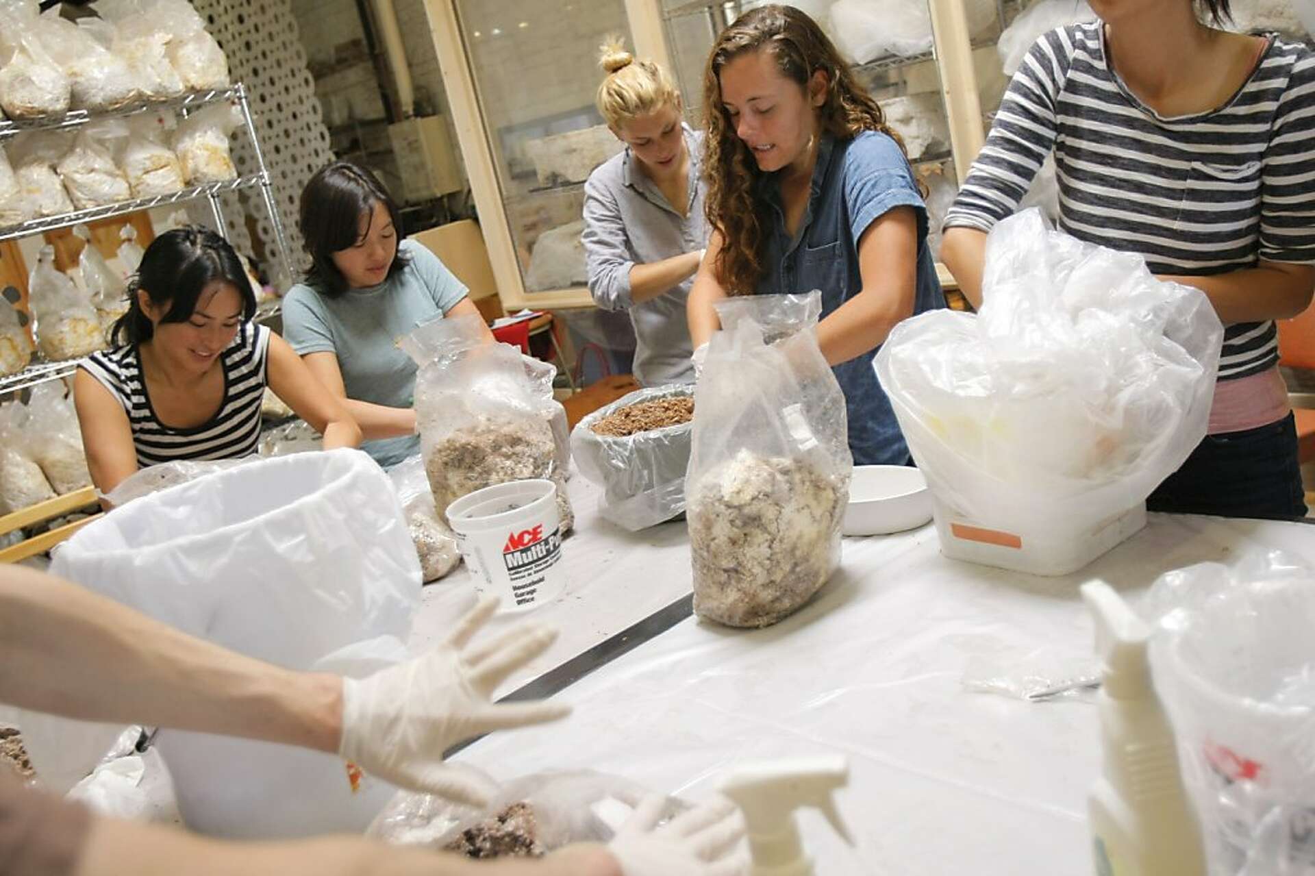 Philip Ross crafts furniture from mycelium