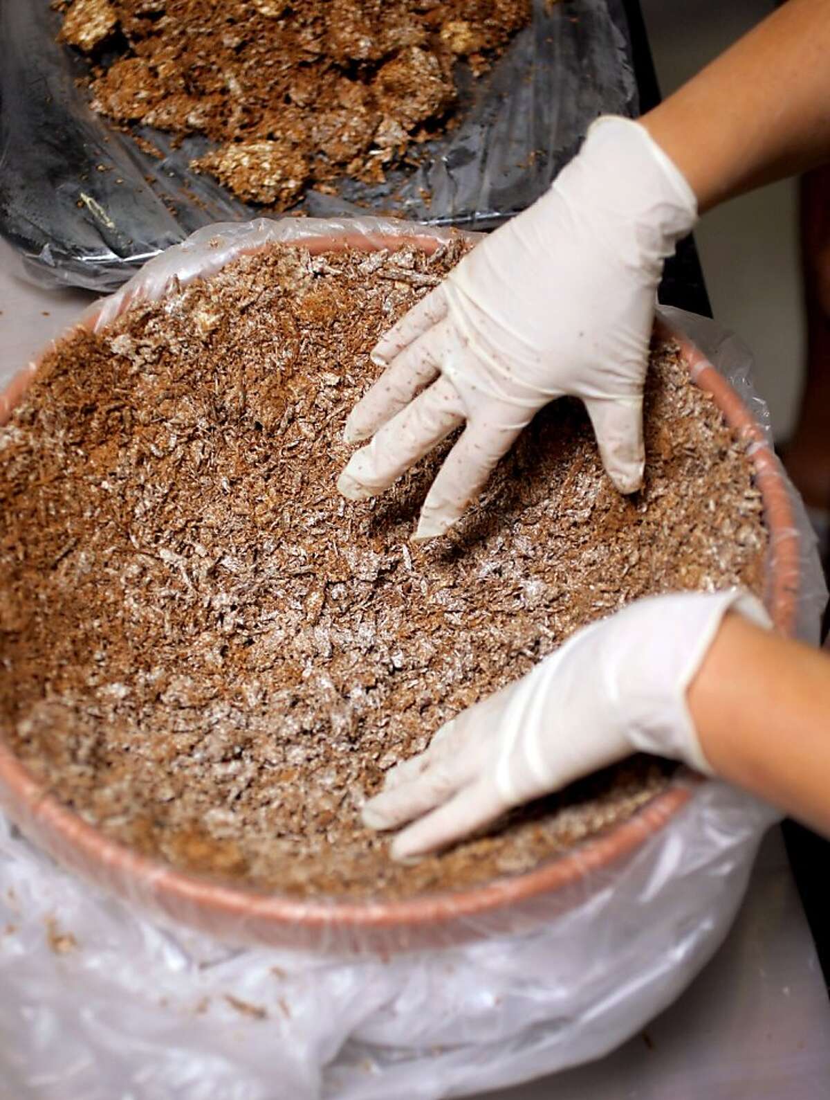 Philip Ross crafts furniture from mycelium