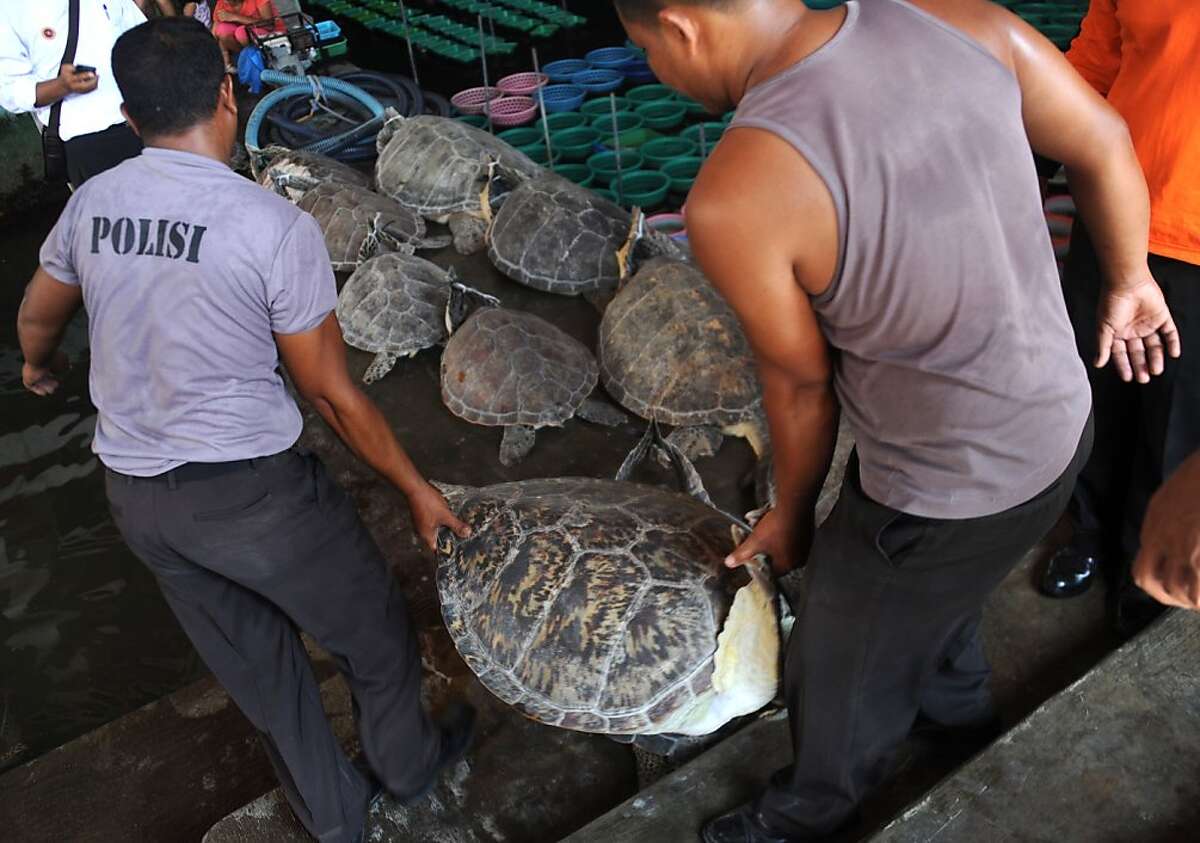 Indonesia Turtle Rescue