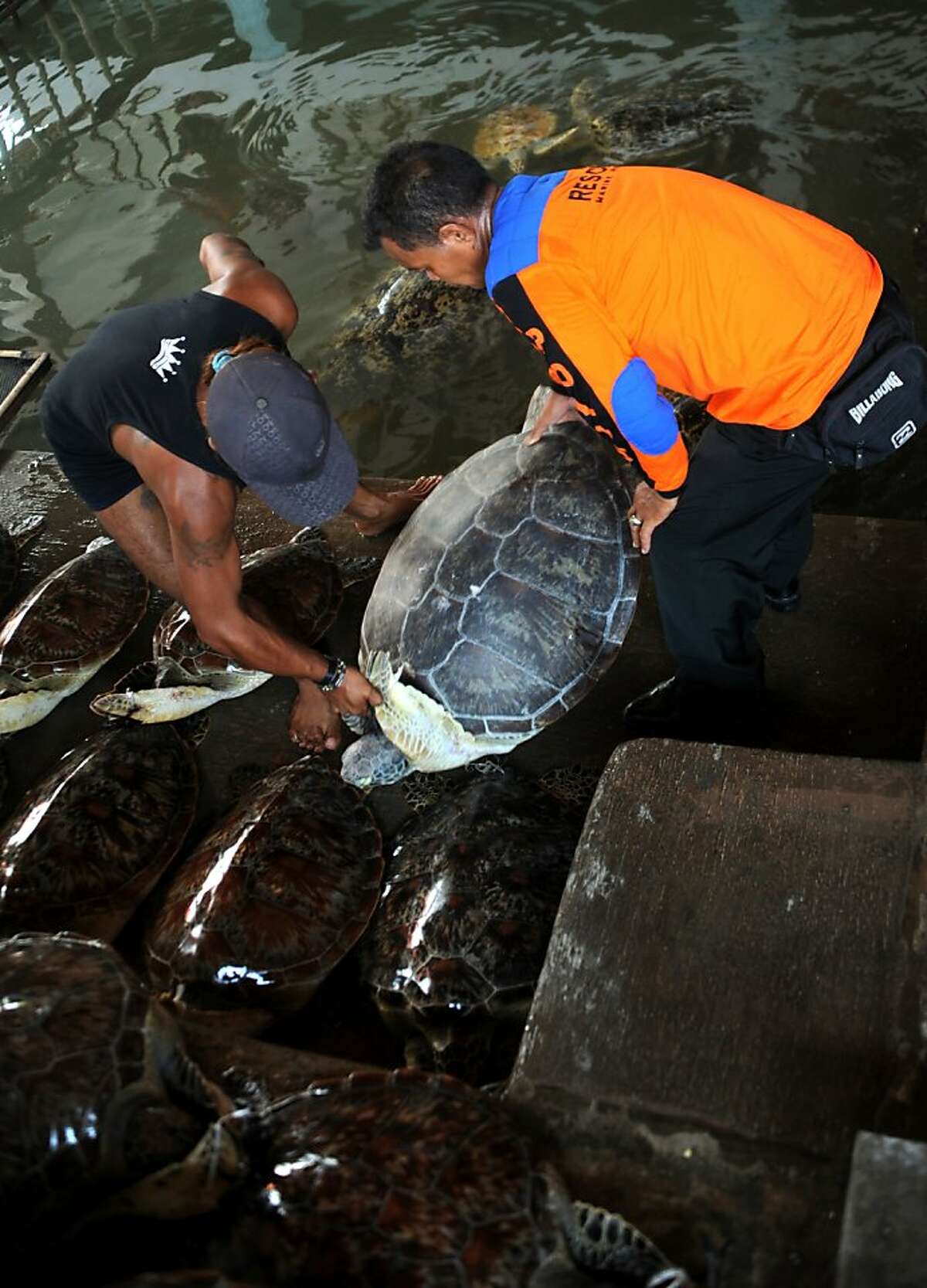 Indonesia Turtle Rescue